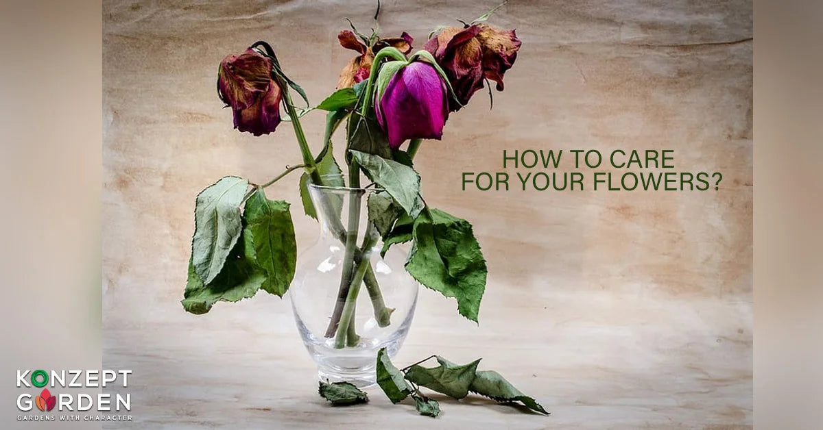 5 Ways To Care For Your Flowers? | Konzept Garden