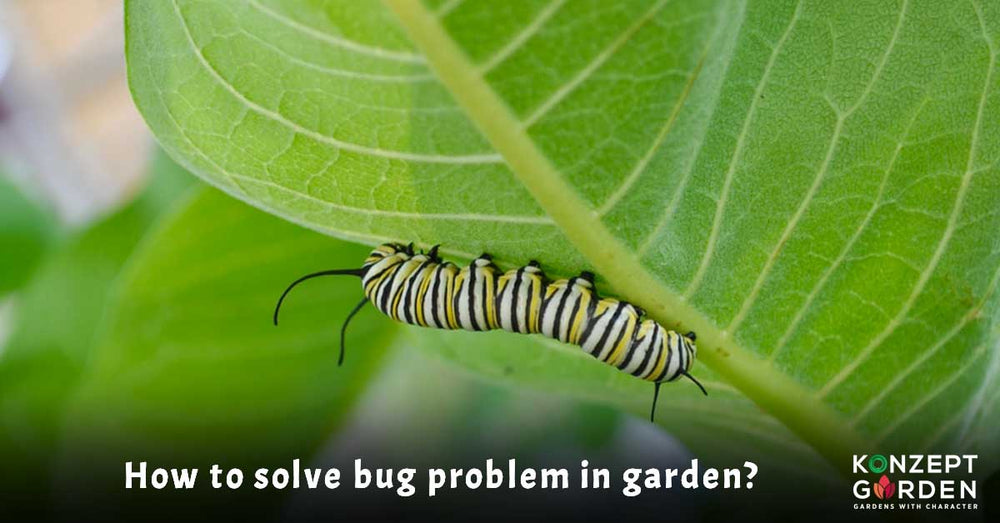 How to solve bug problem in a garden? | Konzept Garden