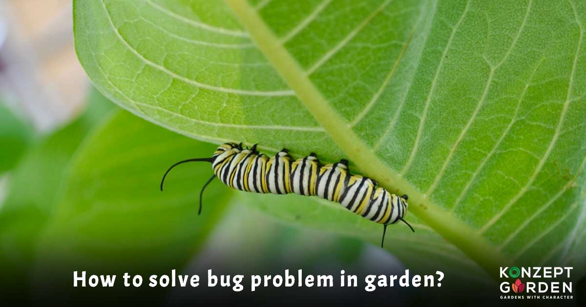 How to solve bug problem in a garden? | Konzept Garden