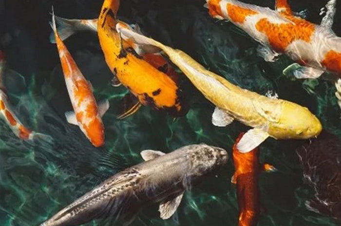 Best Types of Pond Fish for Small and Large Ponds | Konzept Garden
