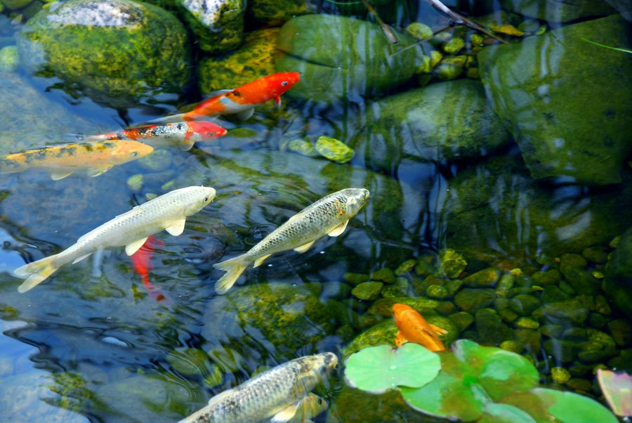 How to Choose the Perfect Fish for Your Fish Pond | Konzept Garden