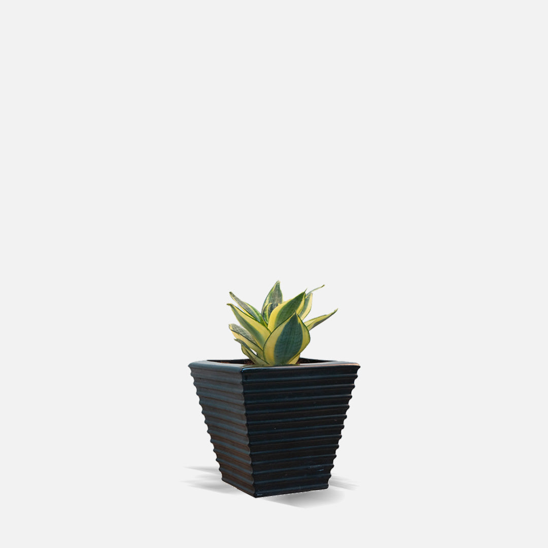 Ziant Hydro Planter ZP001 XXS Planter Box | Konzept Garden